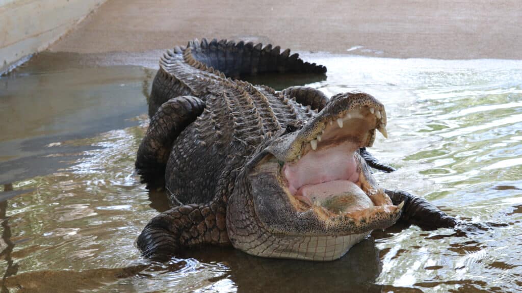Charleston Alligator Lawyer - John W. Molony Law Firm, LLC